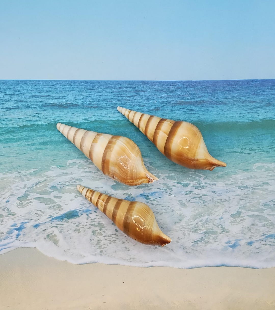 RINGED PYRAMID SHELL ~ 4" to 4 3/4" - Etsy