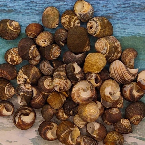 Periwinkle Shell - Etsy