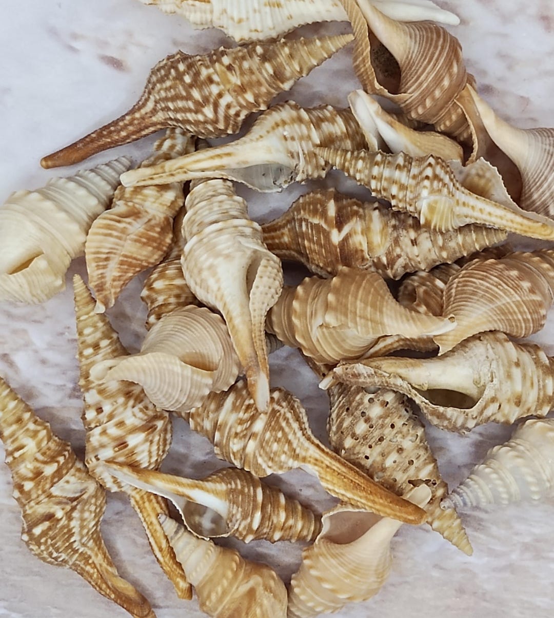 INDIAN TURRID ~ TURRIS ~ Spiral ~ Craft Shells ~ Seconds - Etsy