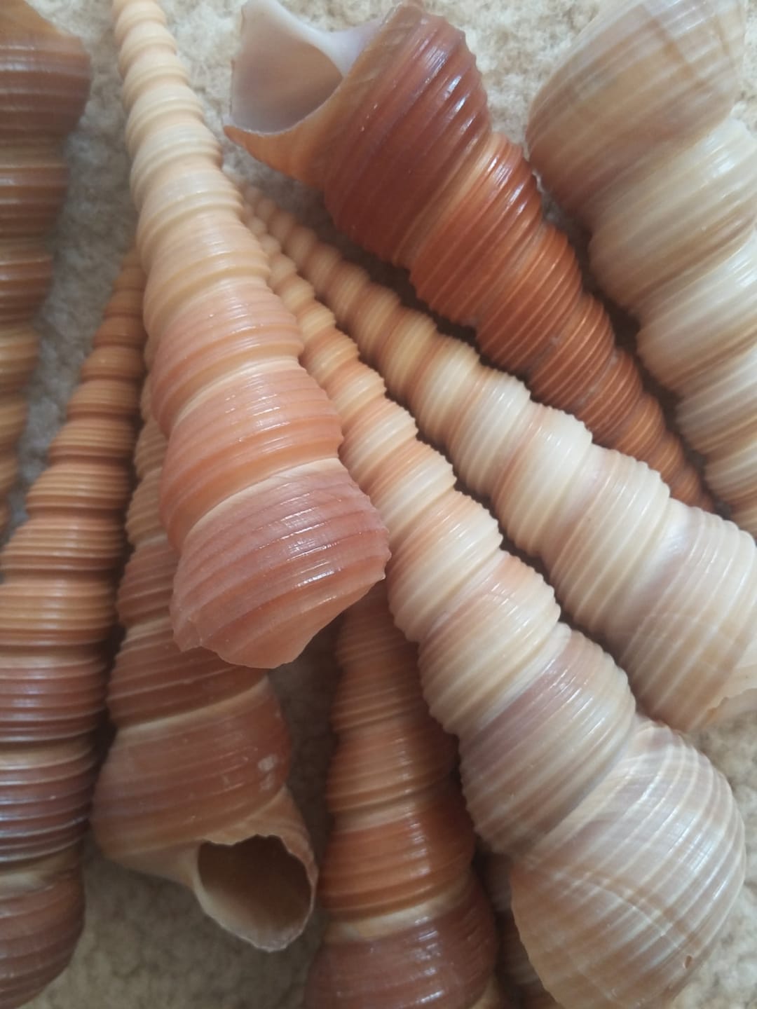 Terebra Turretella Spiral Seashells Beach Coastal Decor 2 1/2" to 4 ...