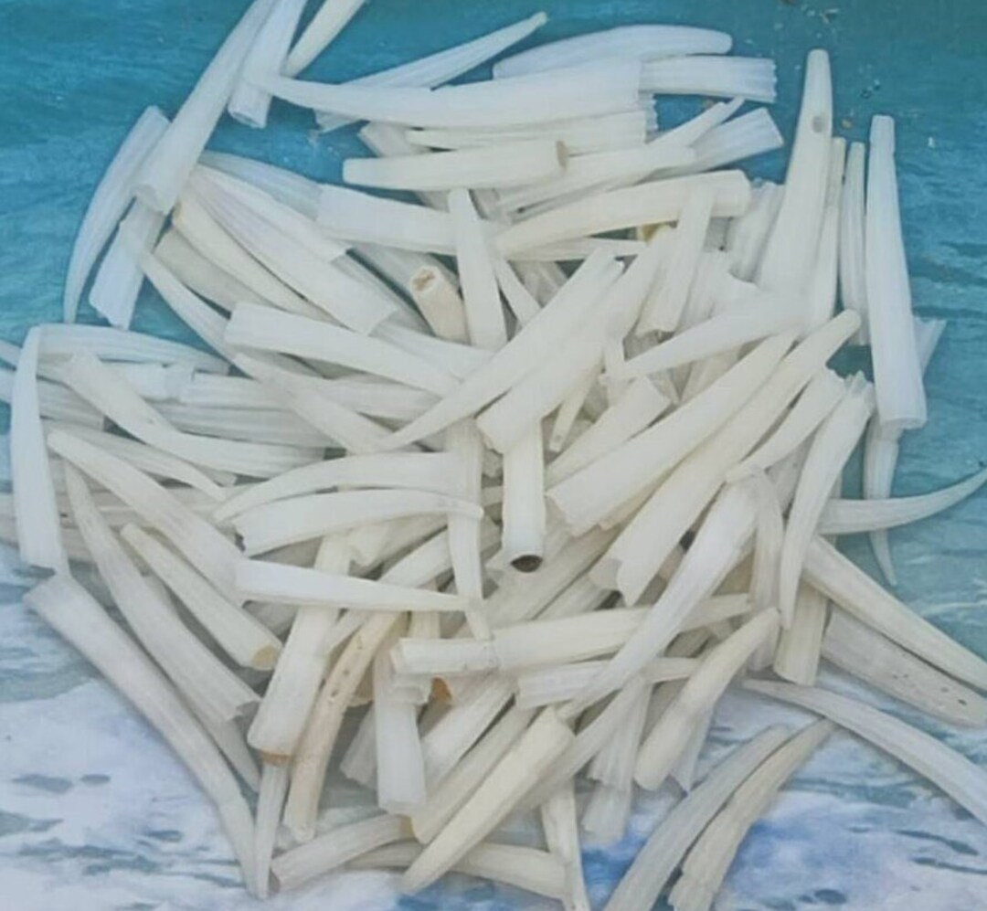 WHITE TUSK SHELLS ~ Dentallium Verdi ~ Tiny White Tusk ~ 7/8" to 1 1/4 ...