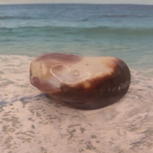 POLISHED PURPLE MUSSEL Pairs ~ 3 1/8" ~ Sealed ~ 1-10pcs - Etsy