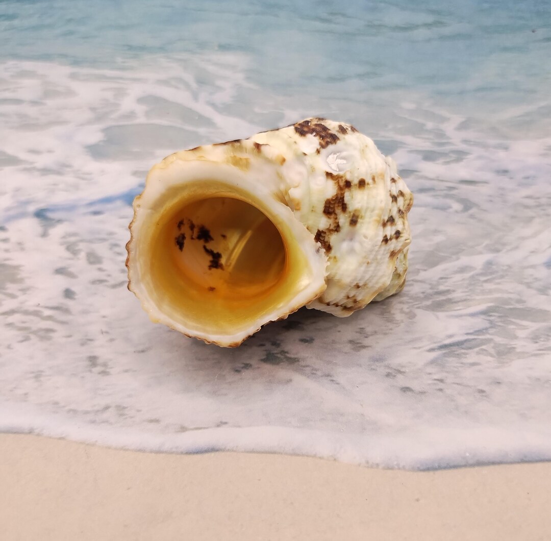 Lg MAGPIE SNAIL ~ Cittarium Pica ~ Common Name the west Indian Top ...