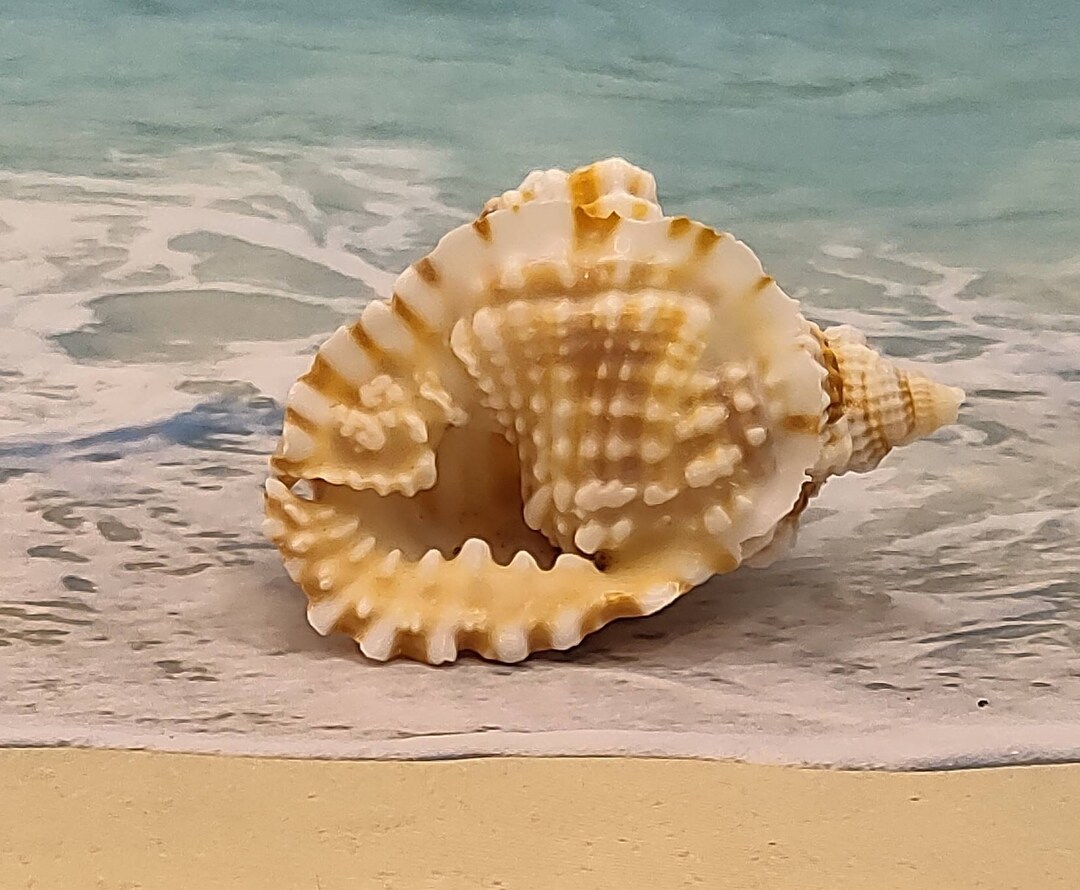 COMMON DISTORSIO ~ Mollusk Seashell ~ Snail Shell - Etsy