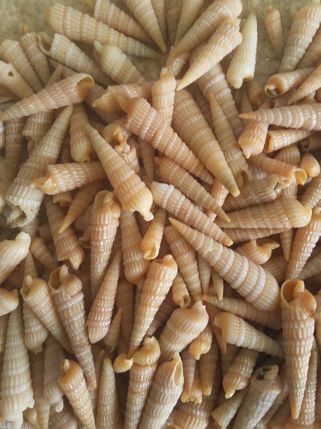 FLORIDA COMMON AUGER Cone Sea Shells ~ 10-100pcs ~ Wedding Craft ...