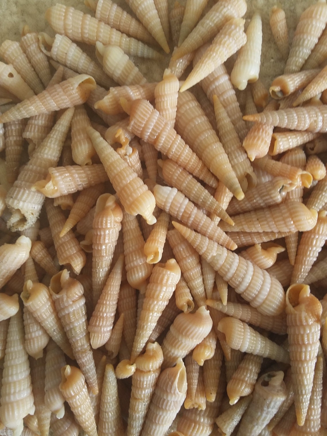 FLORIDA COMMON AUGER Cone Sea Shells ~ 10-100pcs ~ Wedding Craft ...