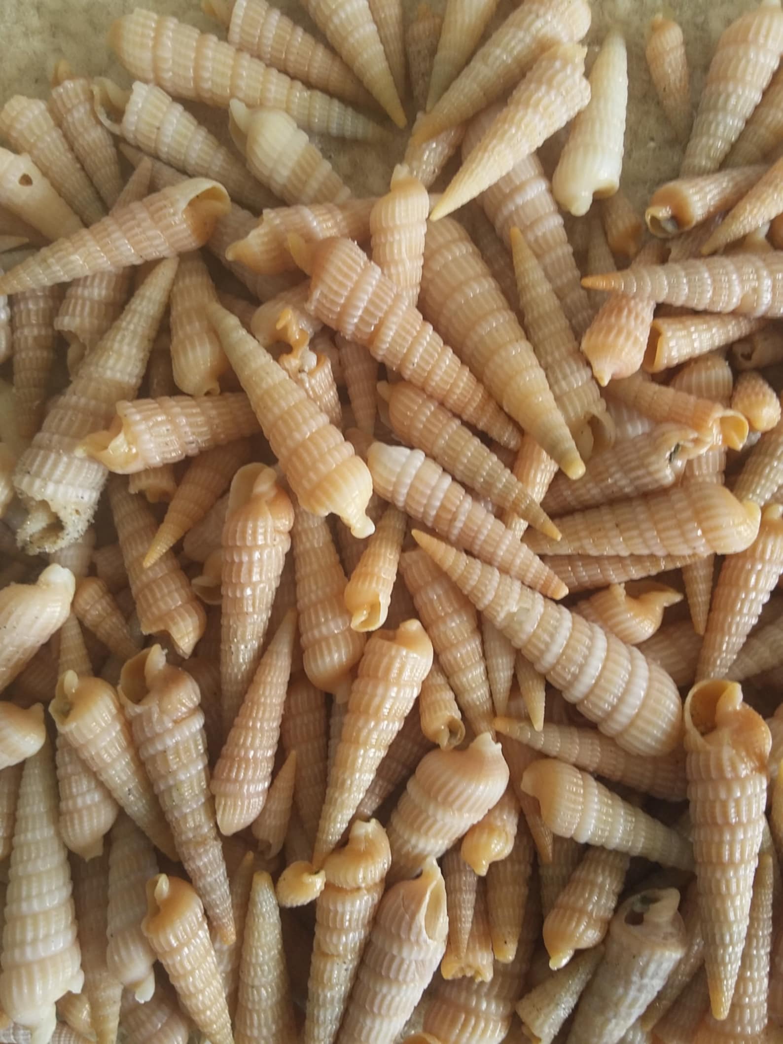 FLORIDA COMMON AUGER Cone Sea Shells ~ 10-100pcs ~ Wedding Craft ...