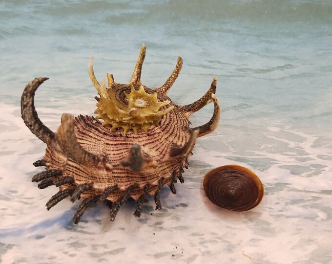 ANGARIA MELANACANTHA W/ Operculum ~ Common Name the Black-tankard ...