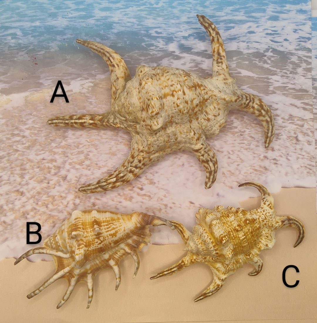 SPIDER CONCH Shell~seashell~coastal Beach Decor~curiosity~oddity~rare ...