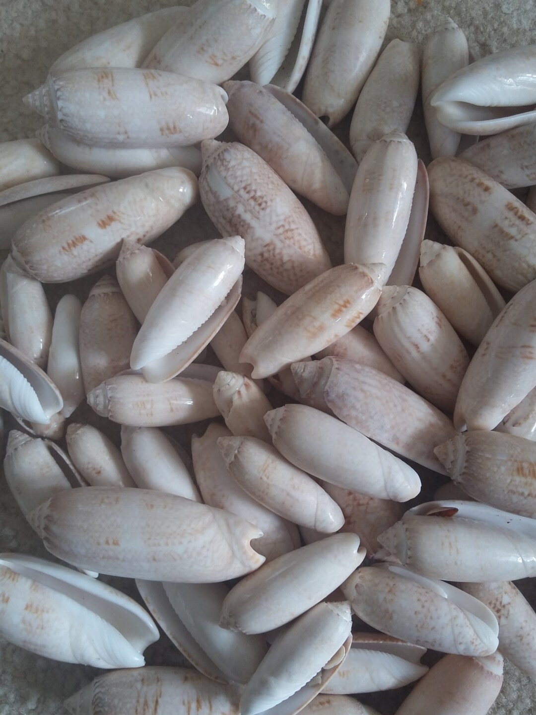 LETTER OLIVE SEASHELLS ~ 10-100pcs ~ Wedding Craft Shells ~ Beach ...