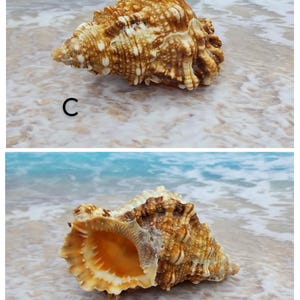 BURSA BOBO ~ Frog Seashell ~ Hermit Crab Home ~ Giant Frog Bursa - Etsy