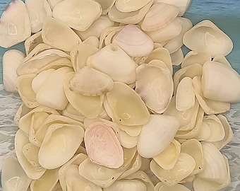 Tiny COQUINA SEASHELLS 10-100pcs Assorted Colors Beach Coastal Decor ...