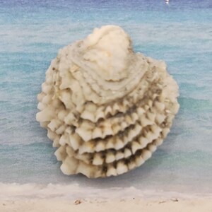 RUFFLED SKIRT SEASHELL Florida Beach Find - Etsy