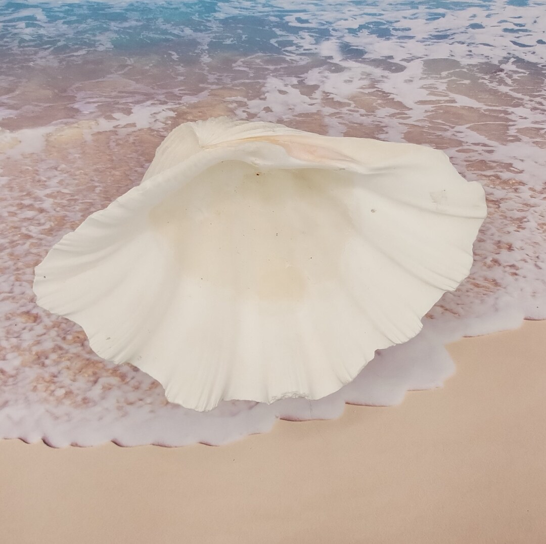 LARGE HALF CLAMSHELL ~ Smudge Bowl ~jewelry Holder ~ Coin Dish ~ Free ...