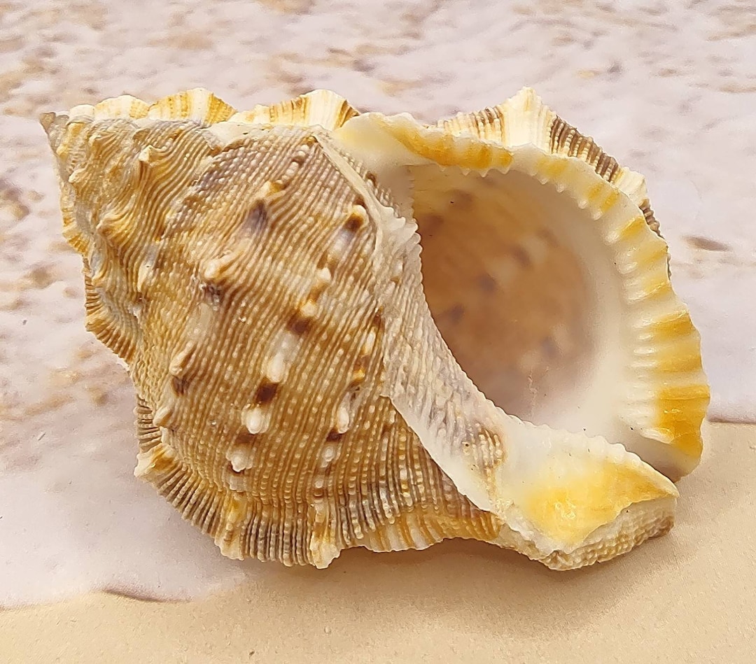 FRILLED FROG SHELL ~ Buronaria Foliata ~ Sea Snail 1" to 3 1/2 ...