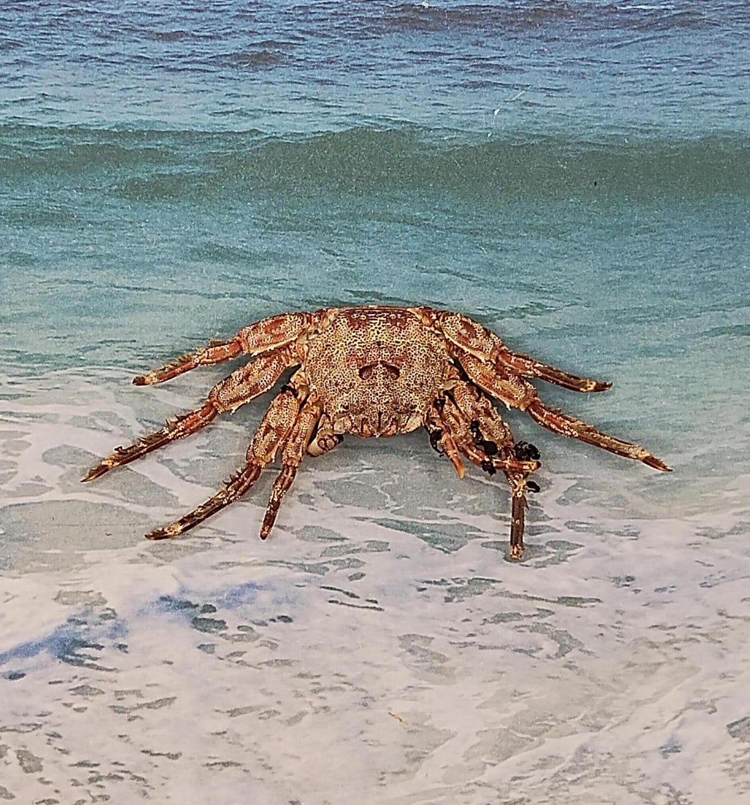 Natural Whole CRAB CARAPACE shell Fossilized Beach Find Florida Coastal ...