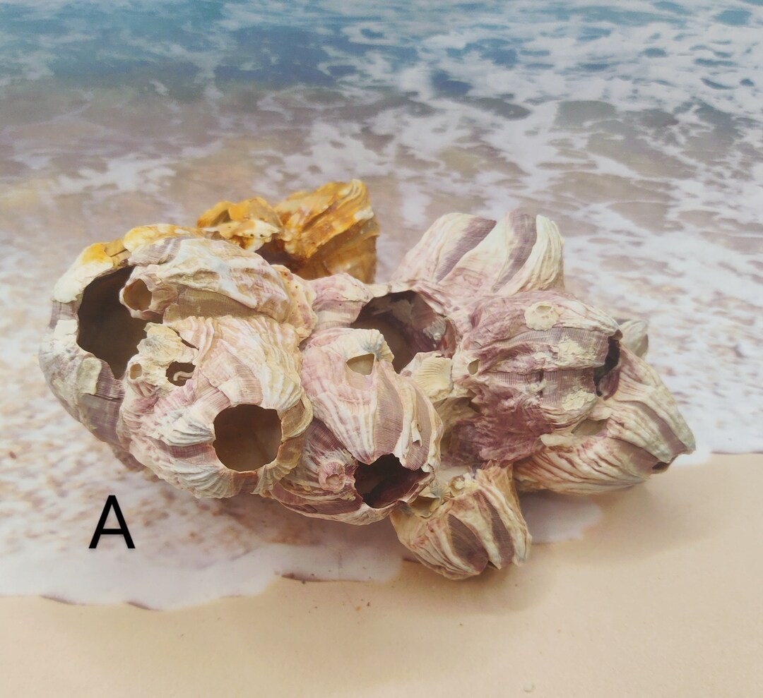 Surf Tumbled BARNACLE CLUSTERS ~ Choose Size ~ Seashell Beach Find ...