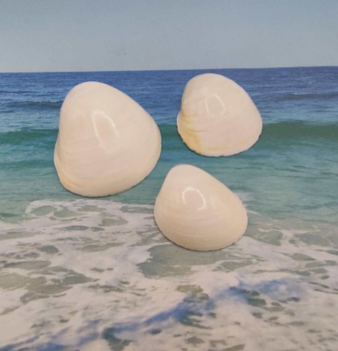 3 EGG COCKLE SEASHELLS ~ Florida Beach Find ~ Smooth & Shiny - Etsy