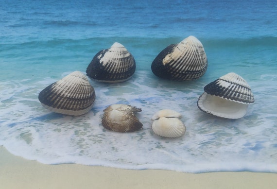 Shell Fossil Beach