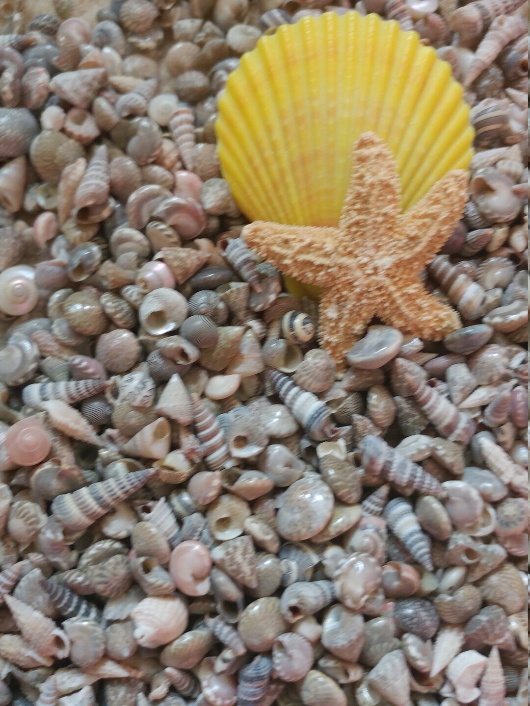 Beach MINI SEASHELL Iridescent Mix Zen-fairy Garden Jewelry Craft ...