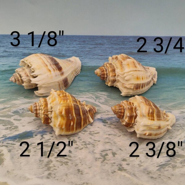 Seashell Crown - Etsy