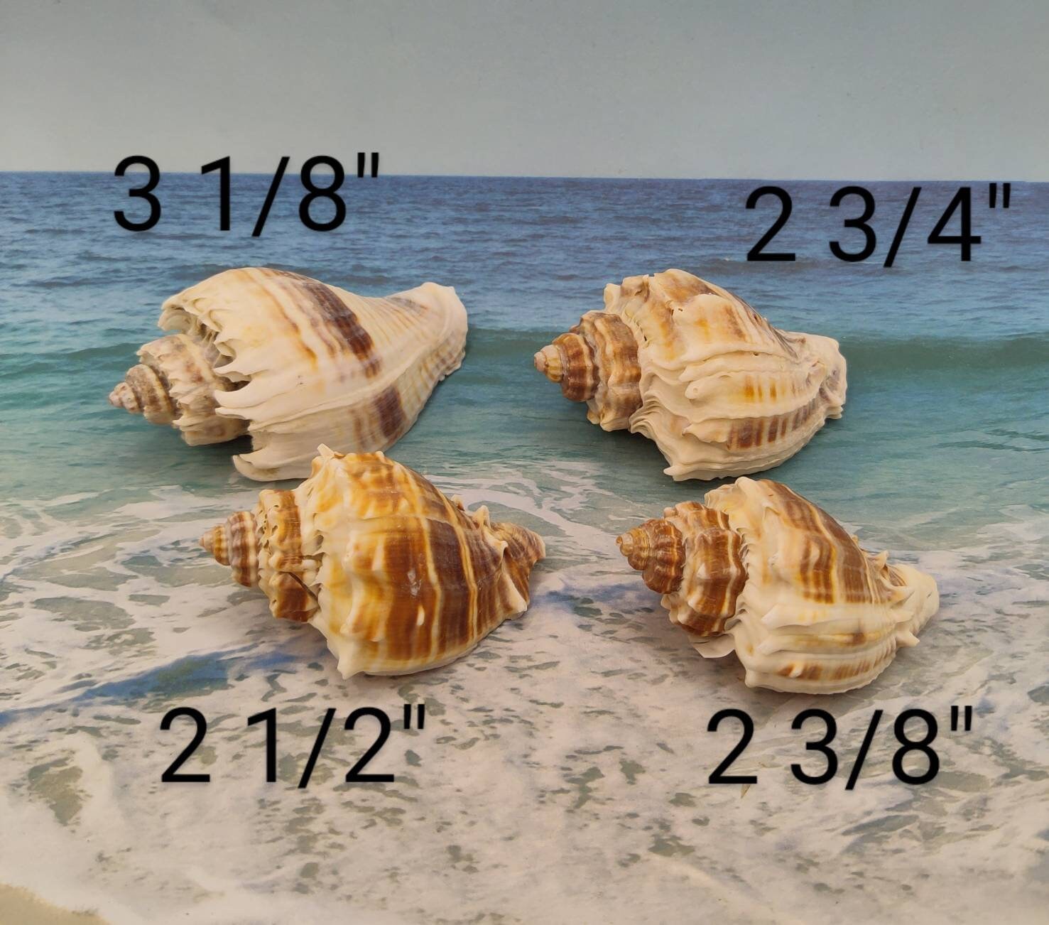 King Conch Shells