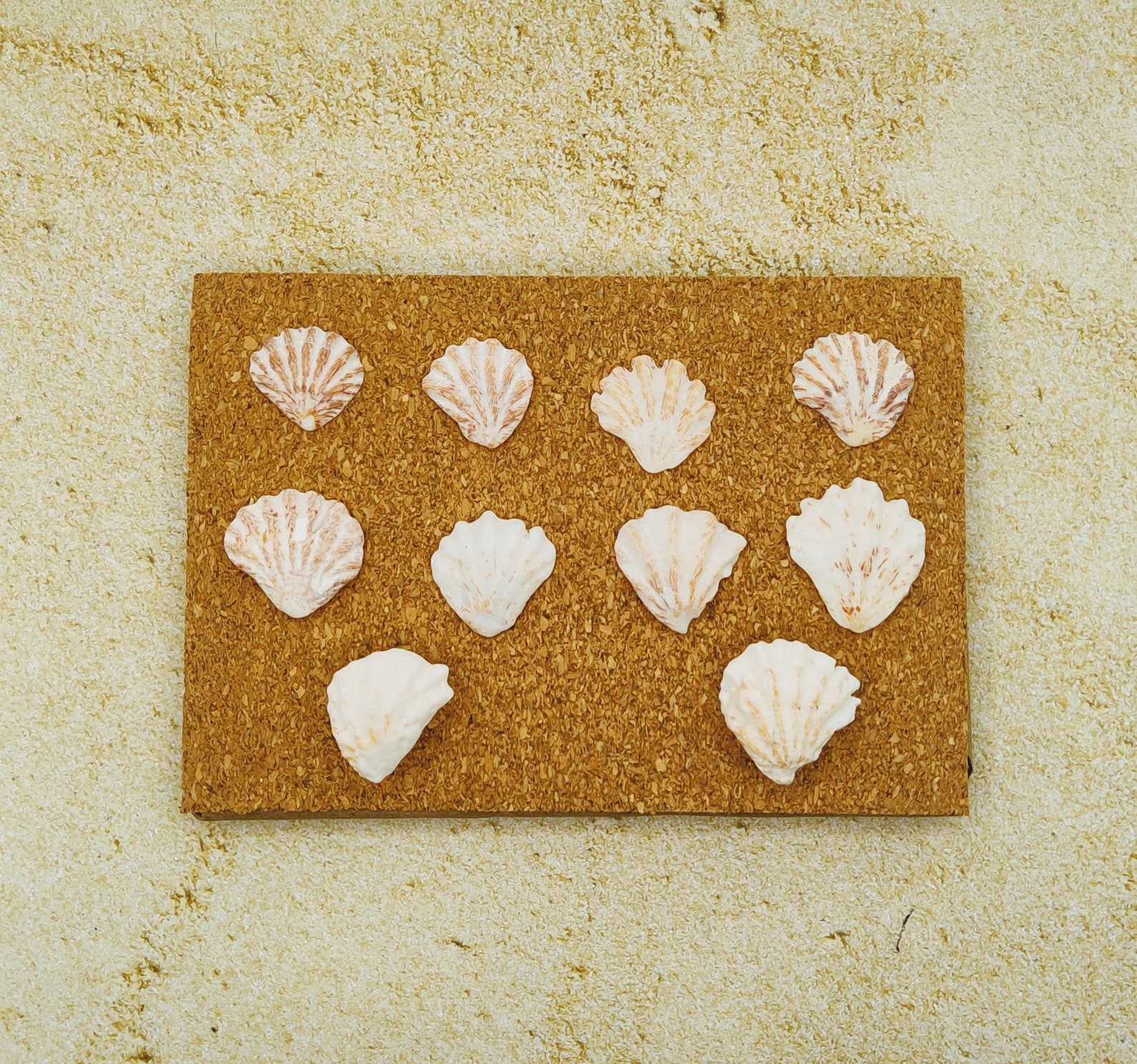 20 SEASHELL PUSH PINS -wooden Tacks-message -bulletin Board Accessories ...