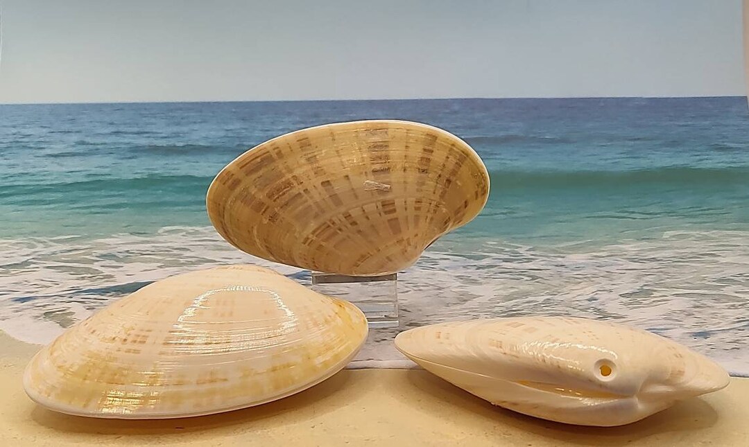 SUNRAY VENUS CLAMS Seashell -florida Coast Find-various Sizes ...