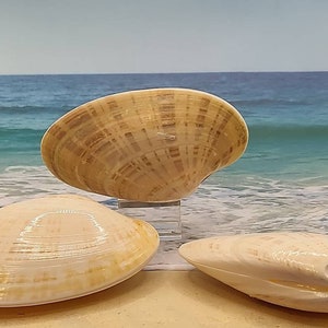 SUNRAY VENUS CLAMS Seashell -florida Coast Find-various Sizes ...