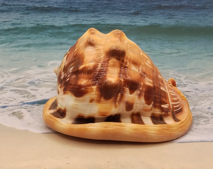 KING HELMET CONCH ~ 4 3/4" ~ Cassis Tuberosa ~ Free Shipping - Etsy