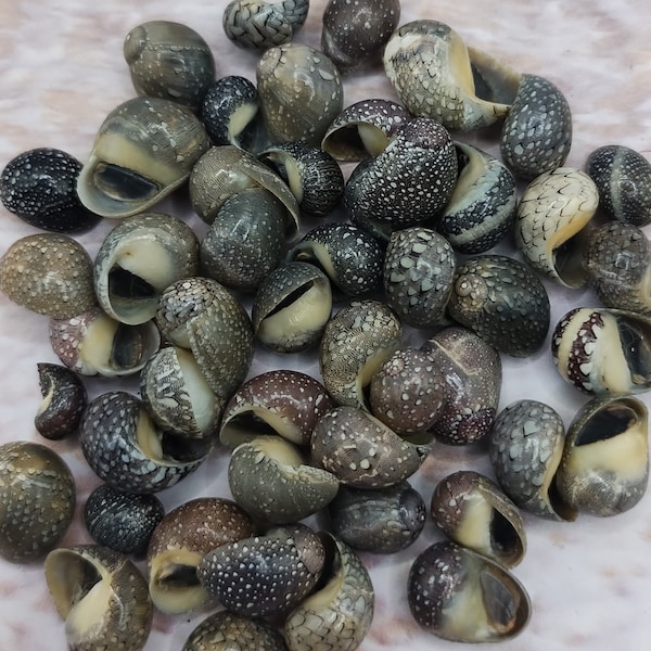 Operculum Jewelry - Etsy