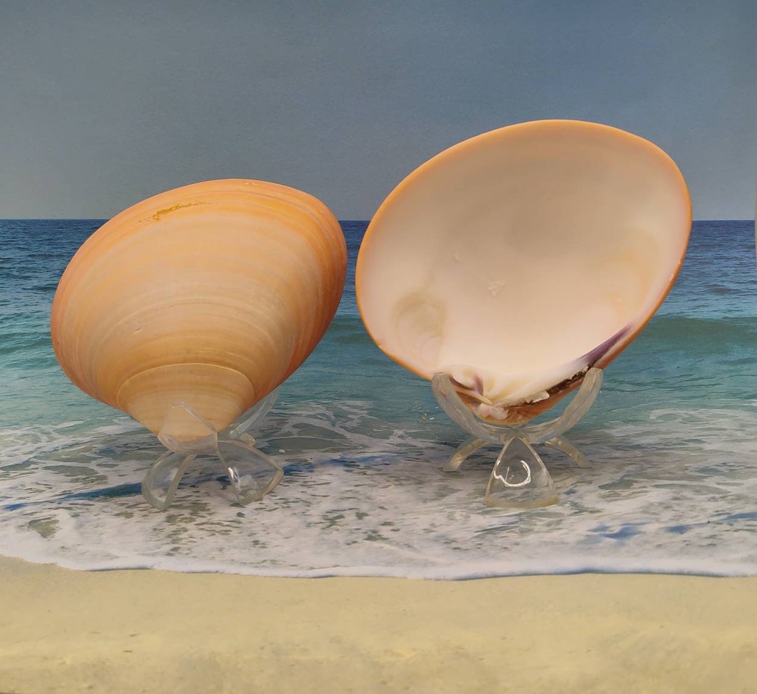 CHOCOLATE CLAM ~ Mexico Clam ~ Lite Chocolate Color Exterior ~ Soft ...