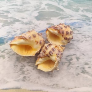 3 to 25 ORANGE MOUTH DRUPA ~ Pacific Orange Drupe ~ Jewelry Craft - Etsy