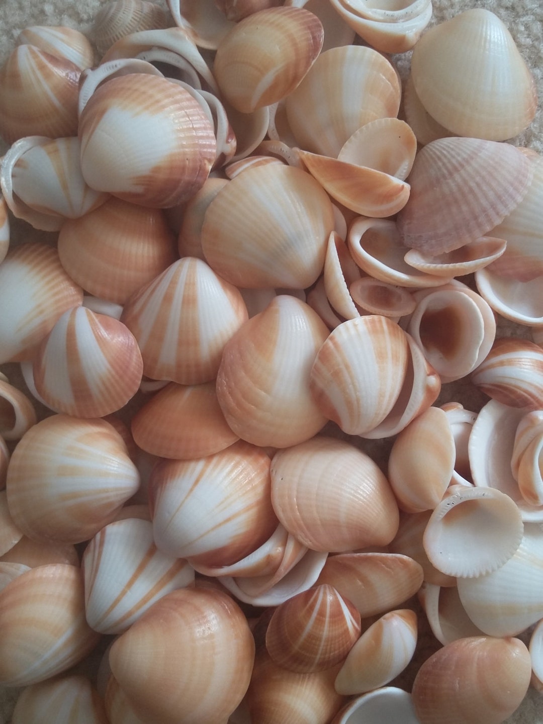 BITTERSWEET CHEVRON SEASHELLS 10-100pcs Sunrise Shell - Etsy