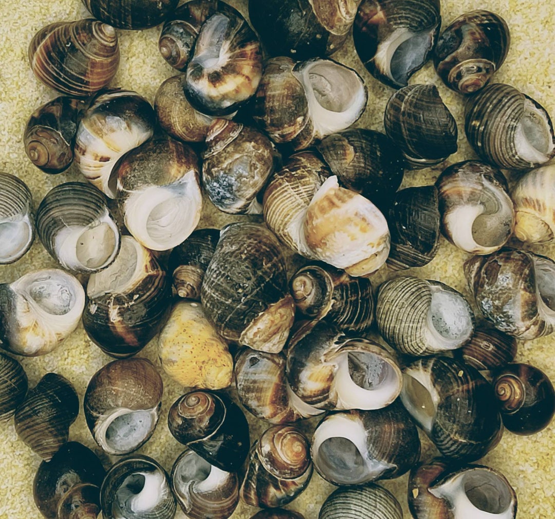 NEW ENGLAND SNAIL Seashells ~ 1-25pcs Coastal-beach-cottage Decor Craft ...