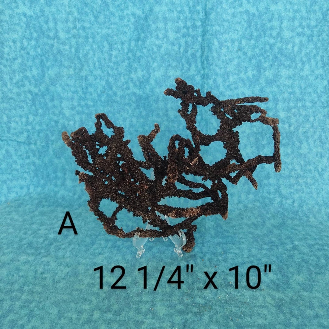 Black PRICKLY SEA SPONGE ~ Finger Reef Sponge- Dead Mans Fingers Sponge ...