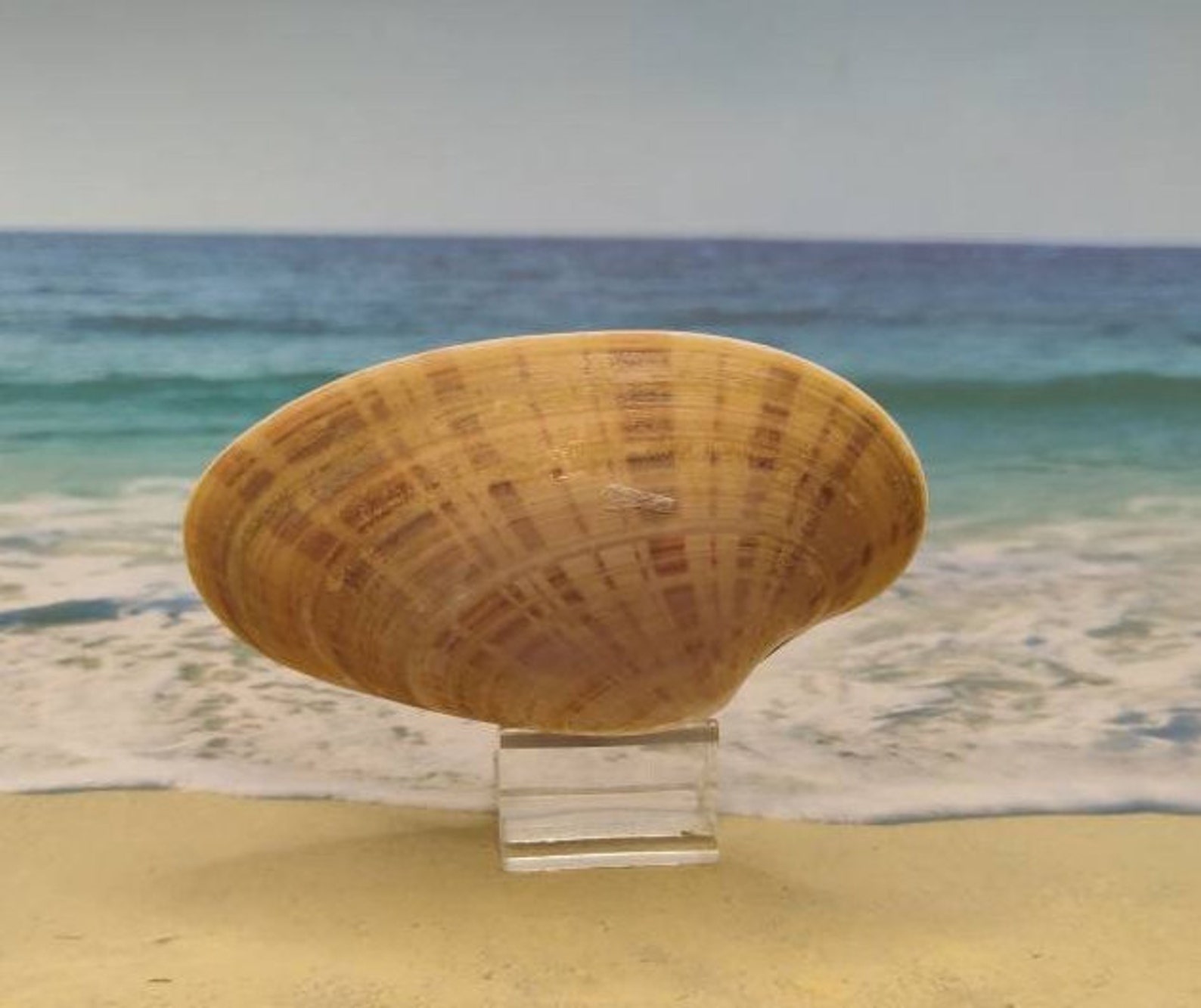 SUNRAY VENUS CLAMS Seashell -florida Coast Find-various Sizes ...