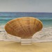 SUNRAY VENUS CLAMS Seashell -florida Coast Find-various Sizes ...