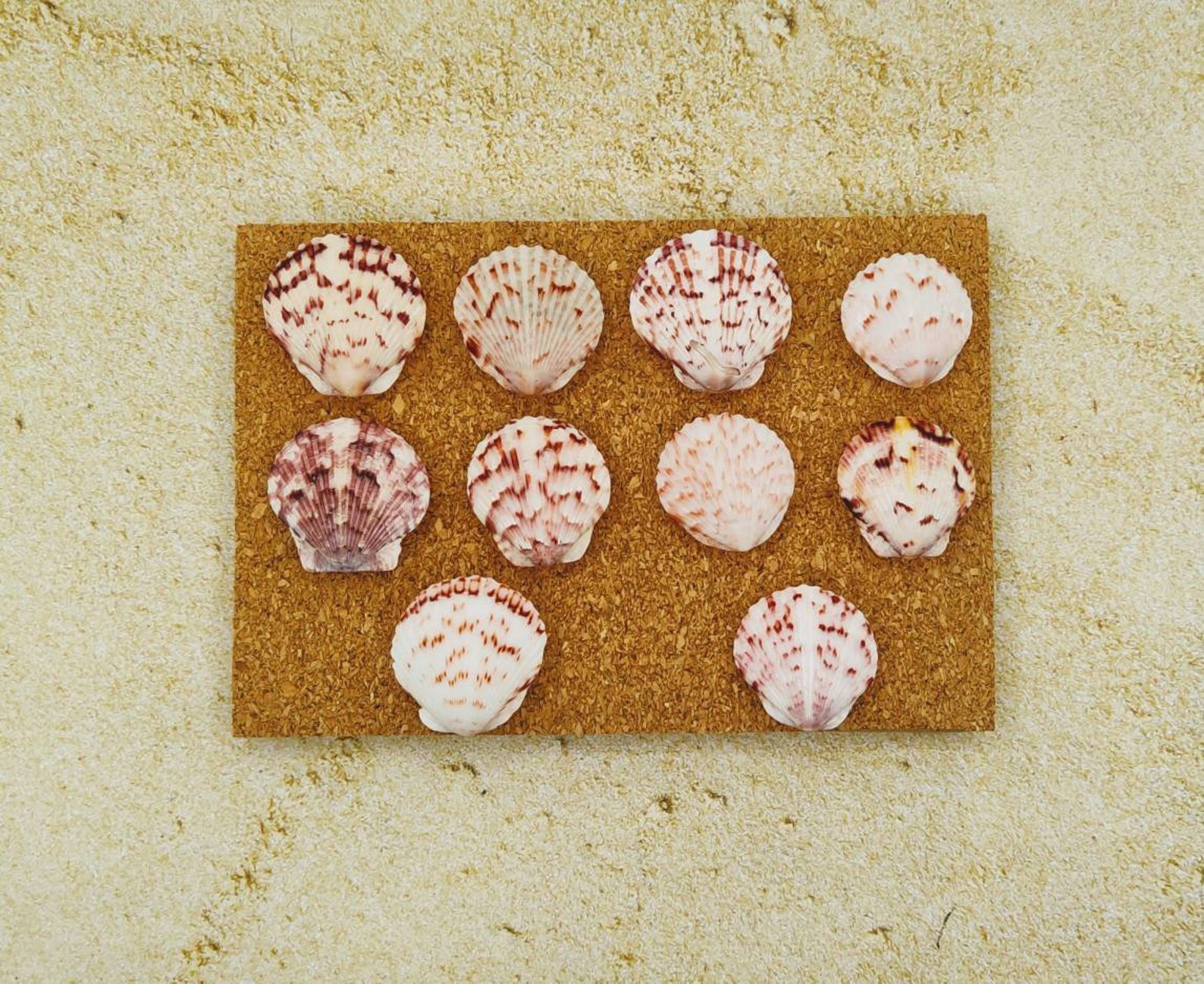 20 SEASHELL PUSH PINS -wooden Tacks-message -bulletin Board Accessories ...