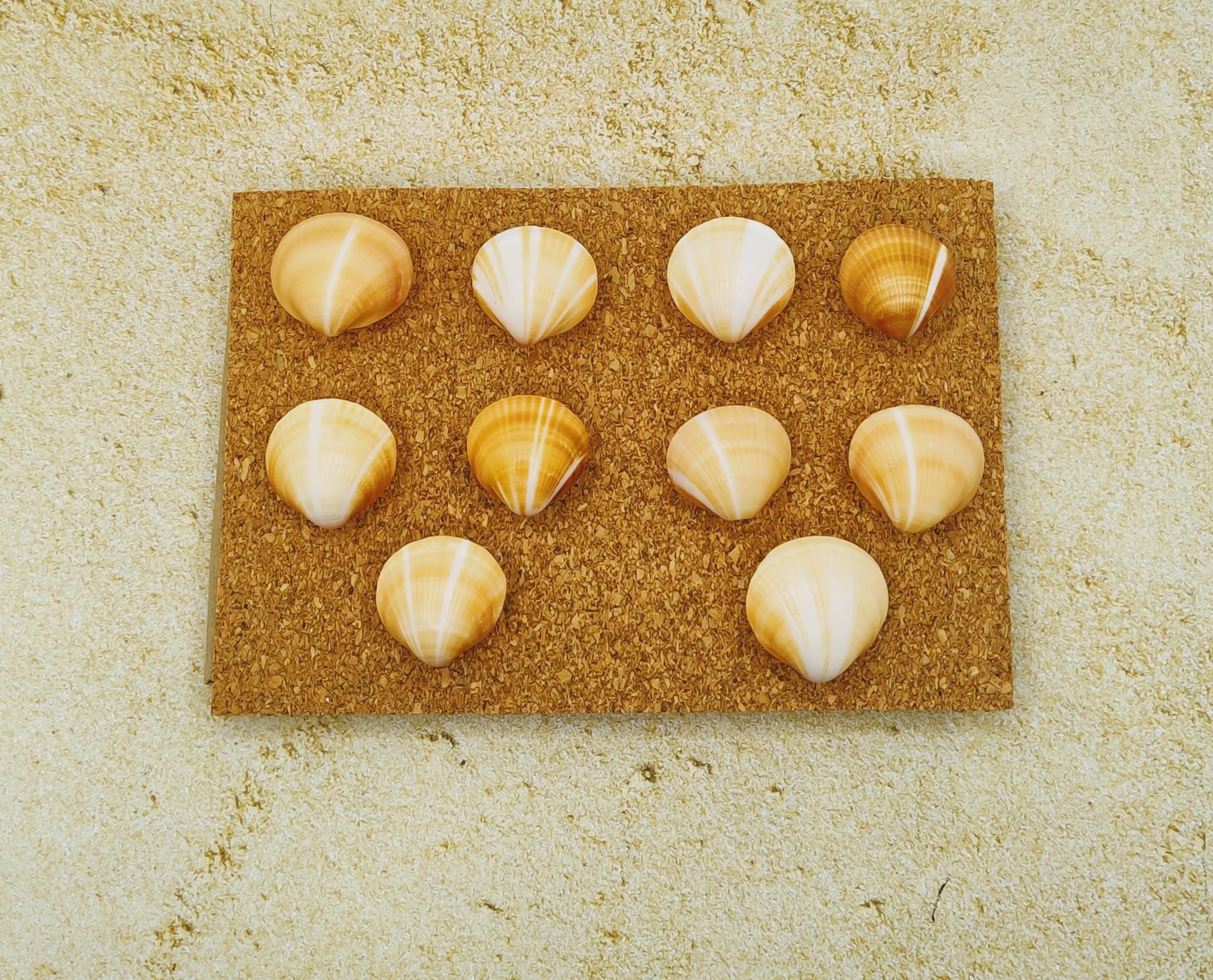 20 SEASHELL PUSH PINS -wooden Tacks-message -bulletin Board Accessories ...