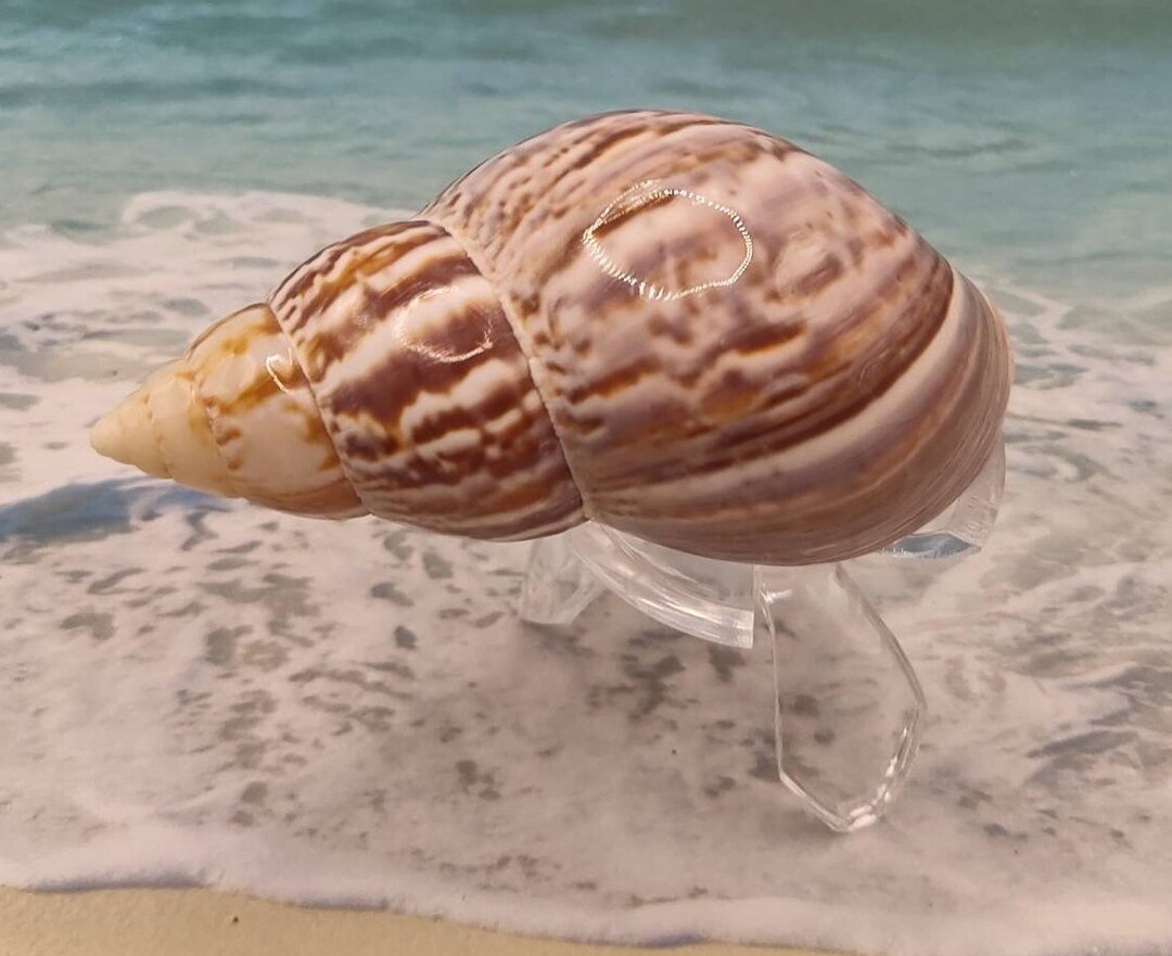 FAIRYLAND JAPANESE LANDSNAIL ~ Land Snail - Etsy