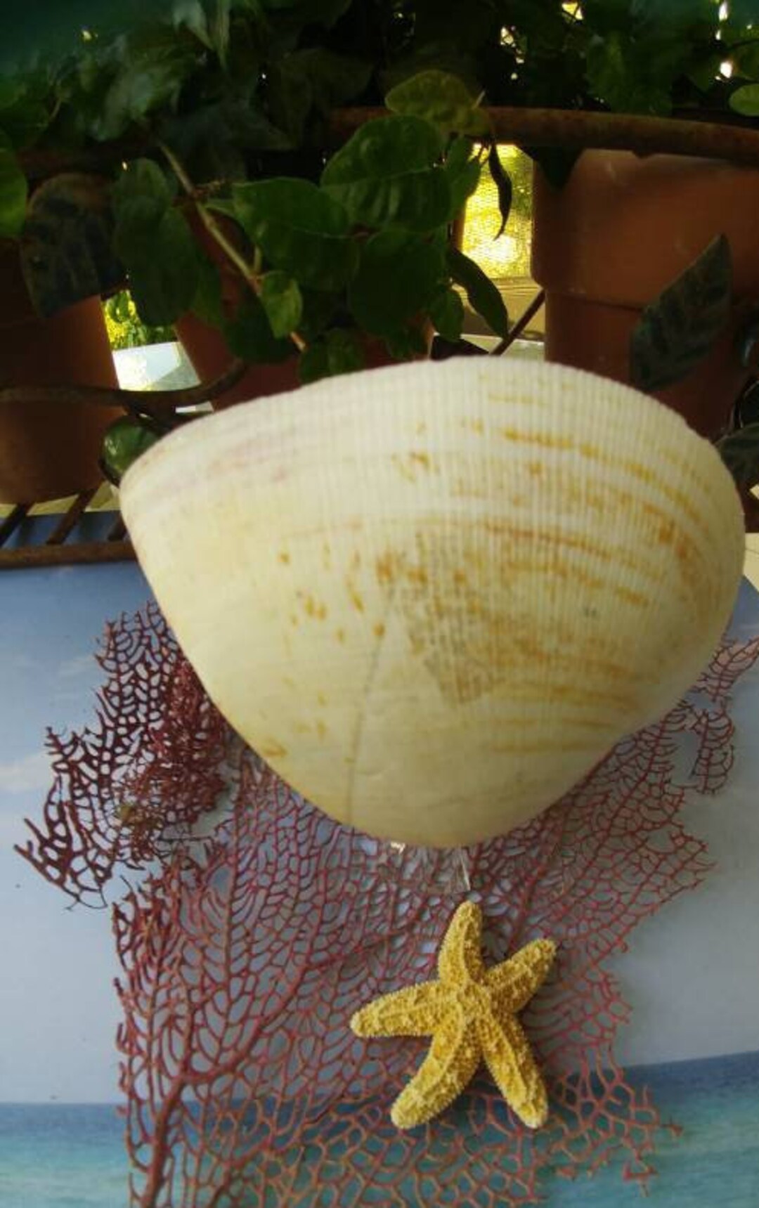 WHITE CLAM SHELL Donax Hanleyanus Philippi Complete Fused Closed - Etsy