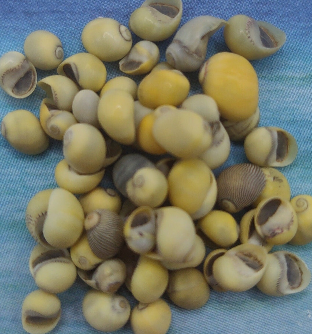 10 Micro Yellow & Gray LITTORINA SNAIL Shells w/operculum 3/16 Mini ...