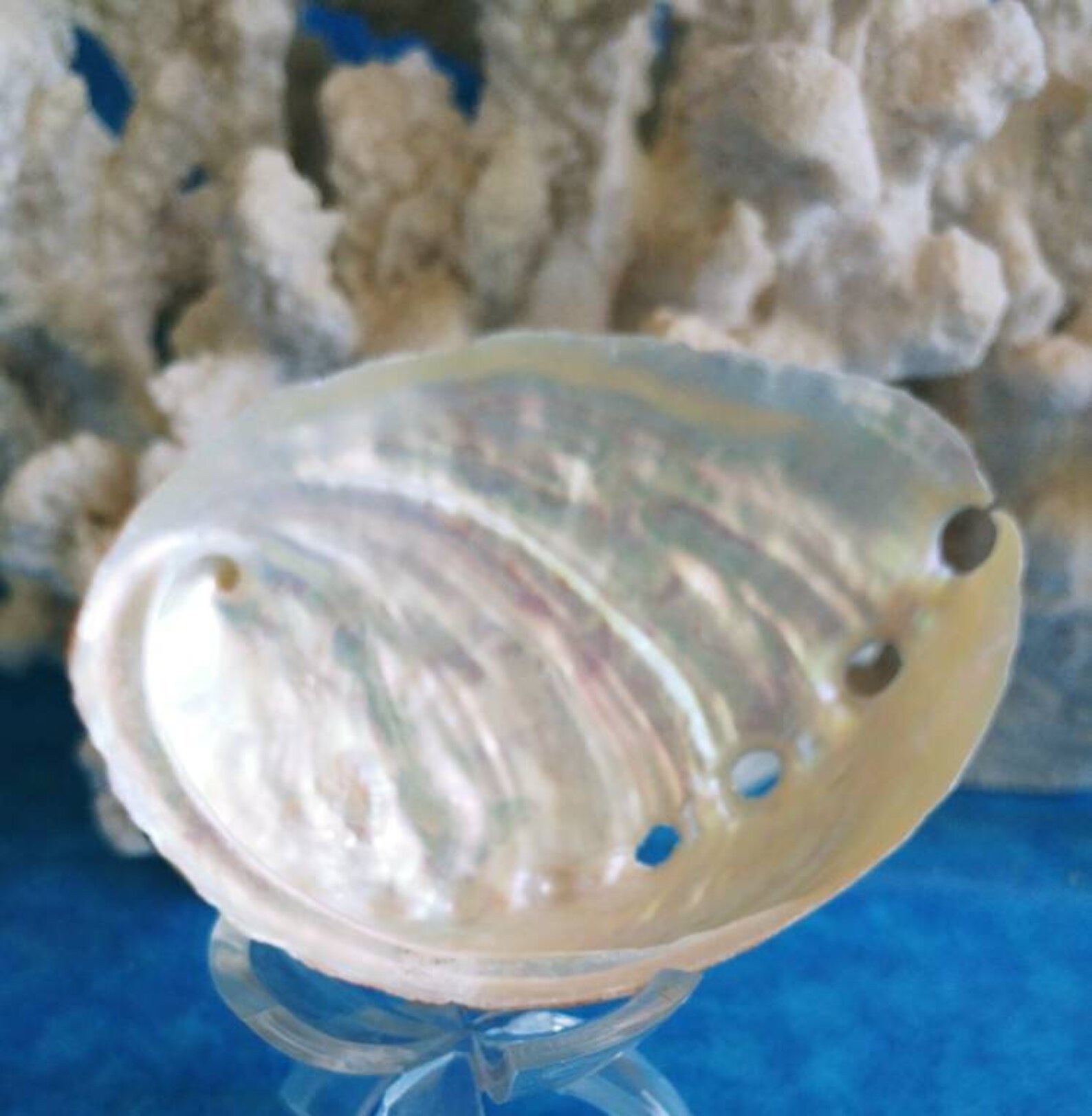 Threaded ABALONE SHELL SMUDGE Bowl also Called Emma's or - Etsy