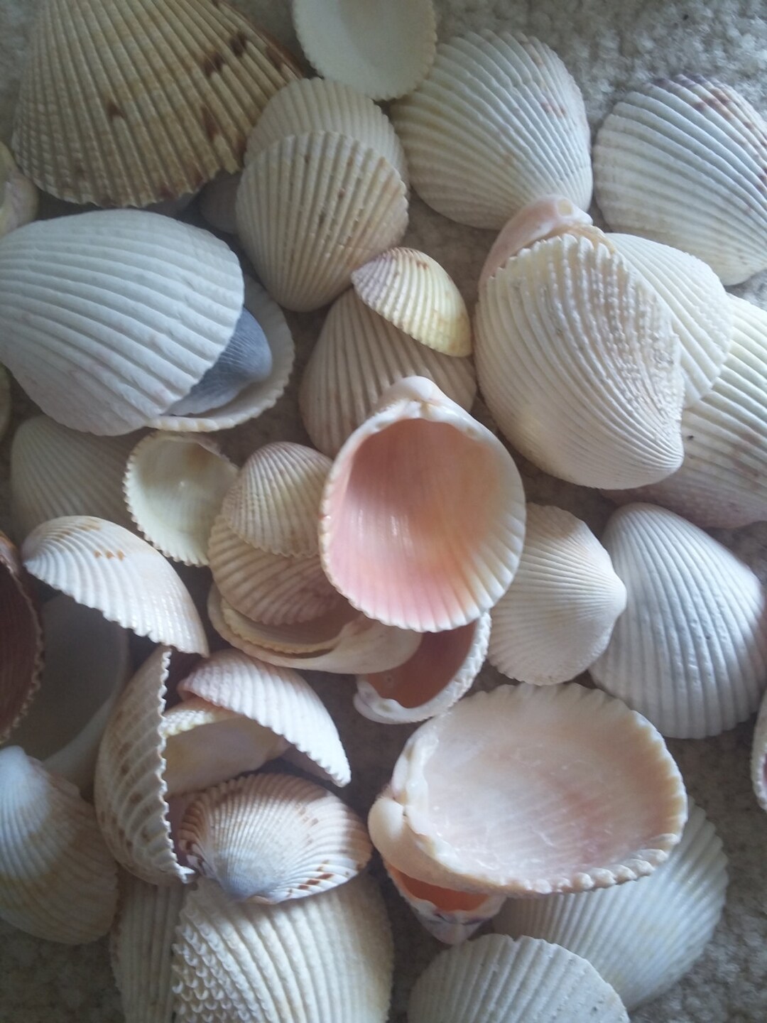 ROSE COCKLE SEASHELLS 15 to 25 Pcs ~ Coastal-beach-cottage Decor Craft ...