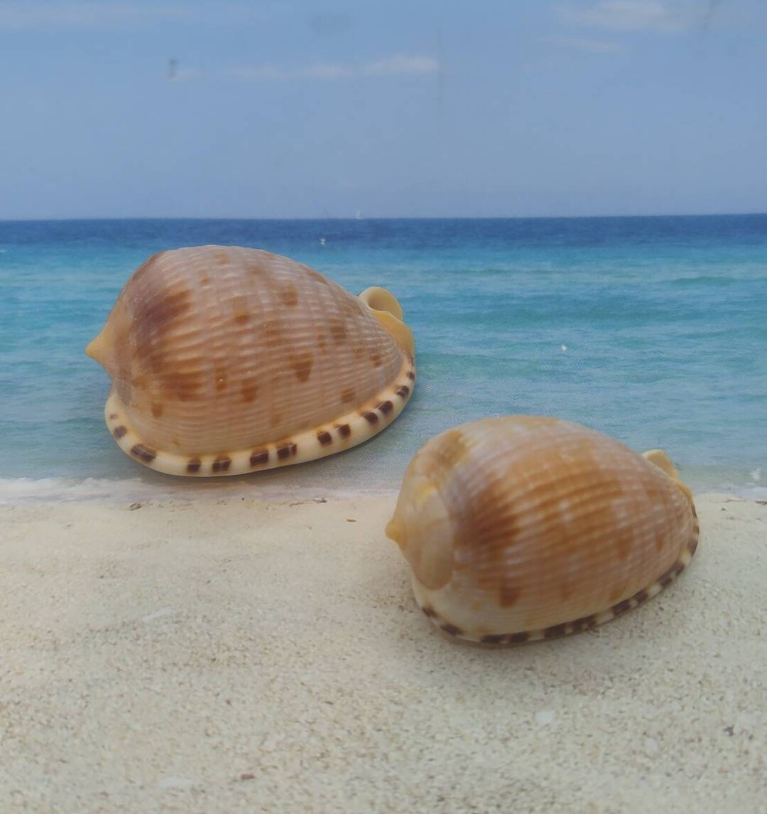 RETICULATED COWRIE HELMET Shell ~ Coastal ~ Beach Decor ~ Jewelry ...