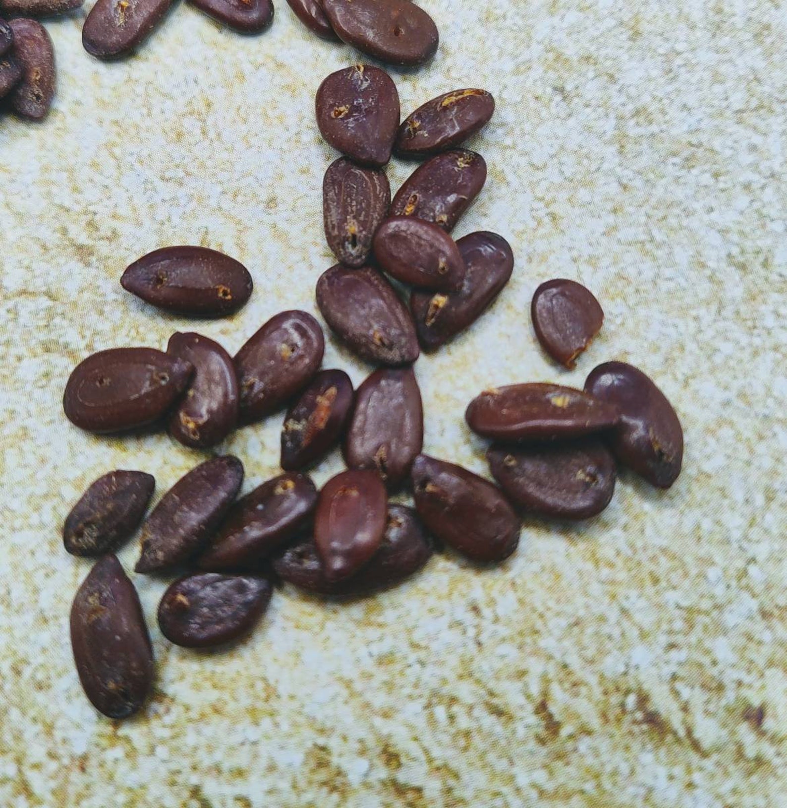 HAWAIIAN KOA SEEDS for Jewelry Making W/holes ~ 10-500 - Etsy