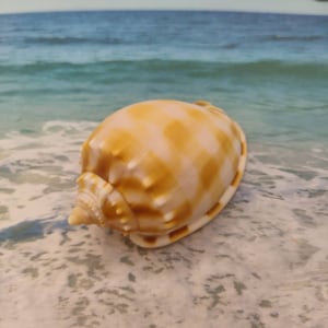 SCOTCH BONNET Seashells~cassis Phalium Bisulcatum~coastal~beach Decor ...