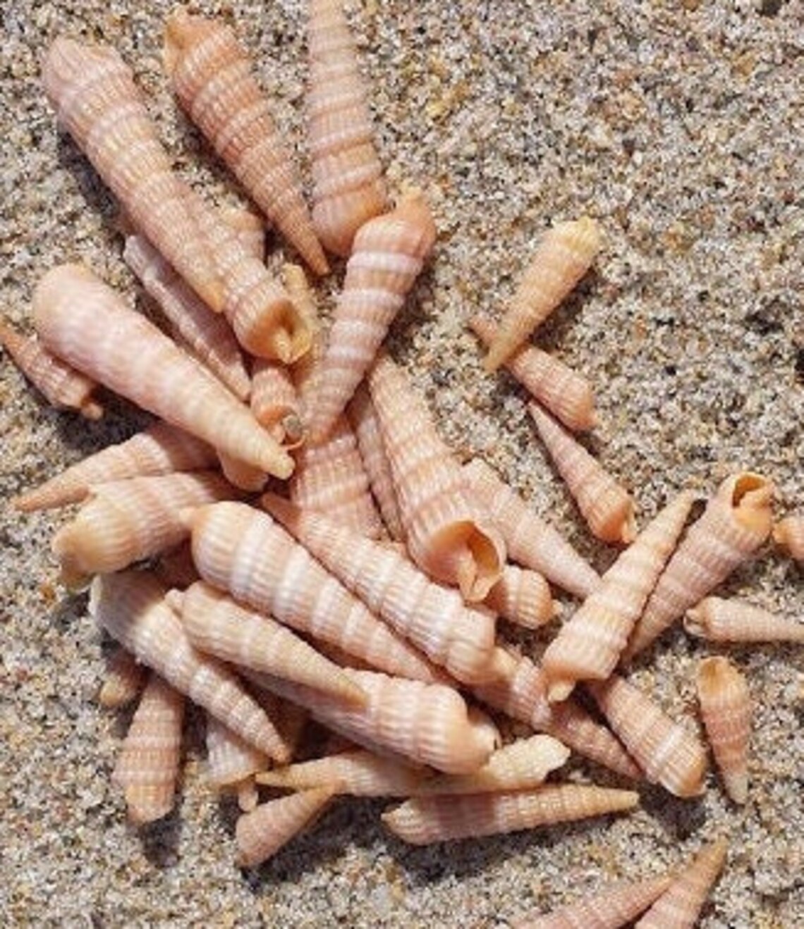 FLORIDA COMMON AUGER Cone Sea Shells ~ 10-100pcs ~ Wedding Craft ...