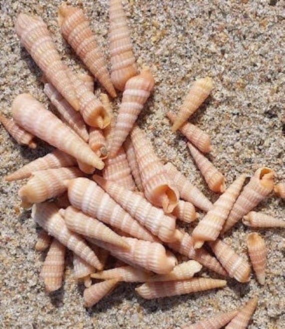 Common Florida Seashells